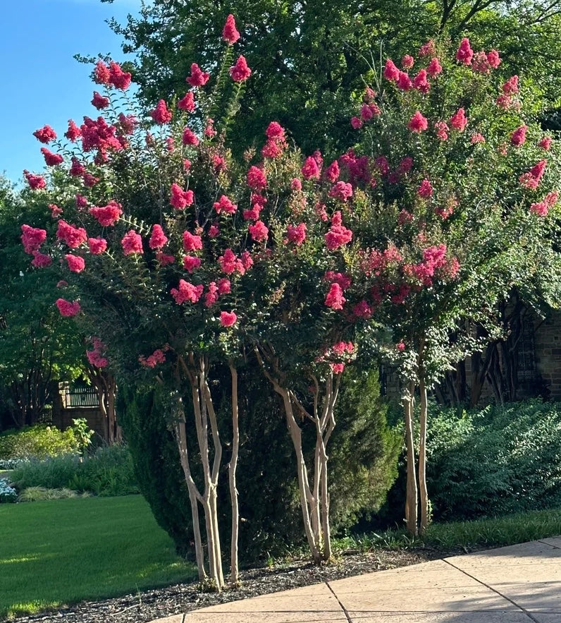 TUSCARORA CRAPE MYRTLE 15 Gallon Installation /Tree – bpartners.us TUSCARORA CRAPE MYRTLE 15 Gallon Installation /Tree – bpartners.us